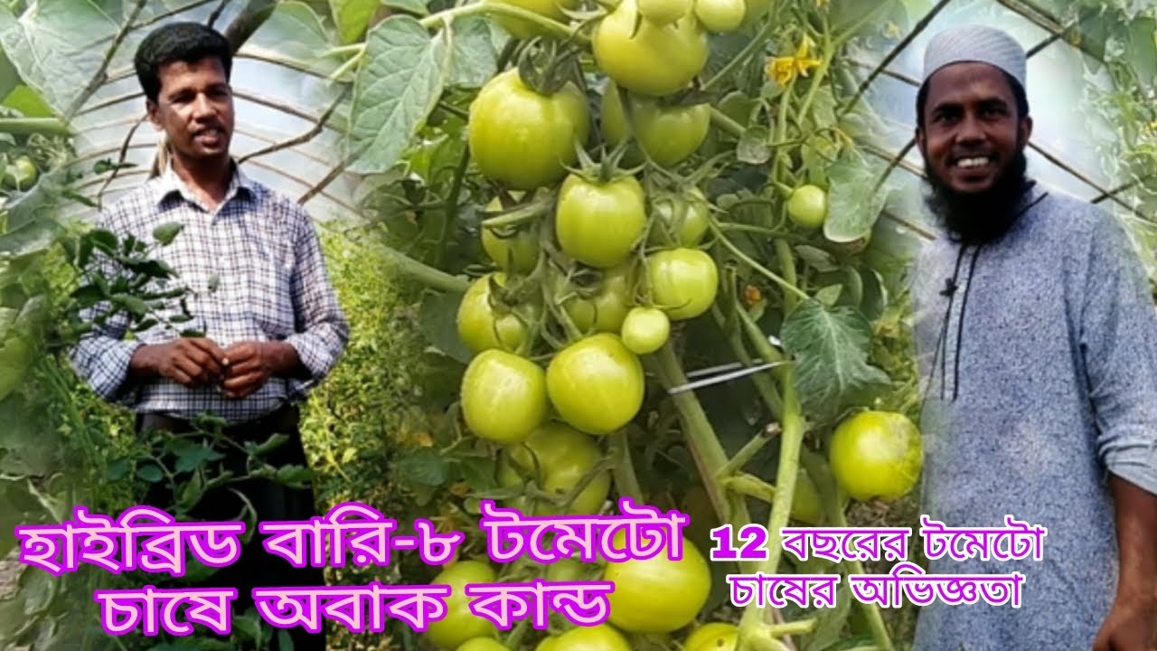হাইব্রিড বারি-৮ টমেটো চাষে অবাক কান্ড,গ্রীষ্মকালীন টমেটো চাষ পদ্ধতি ...