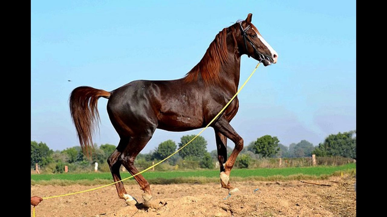 My SSO ideas: New horse breed; Marwari - YouTube