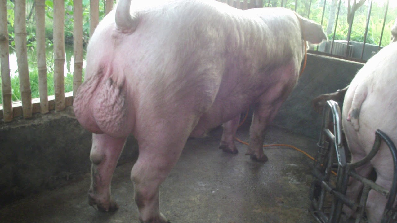 Sow And Boar Hog Mating YouTube sow-and-boar-hog-mating-youtube