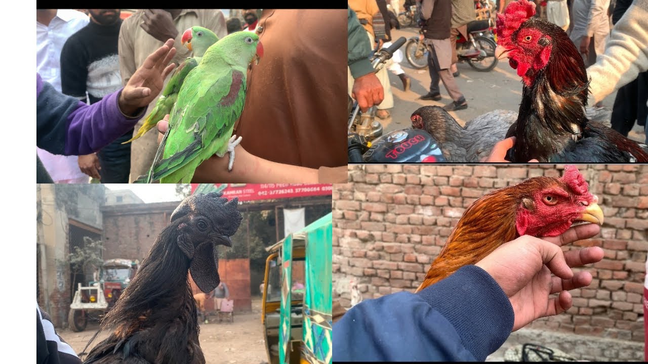 Sunday birds market or Kuch birds be liya ️🥰 - YouTube