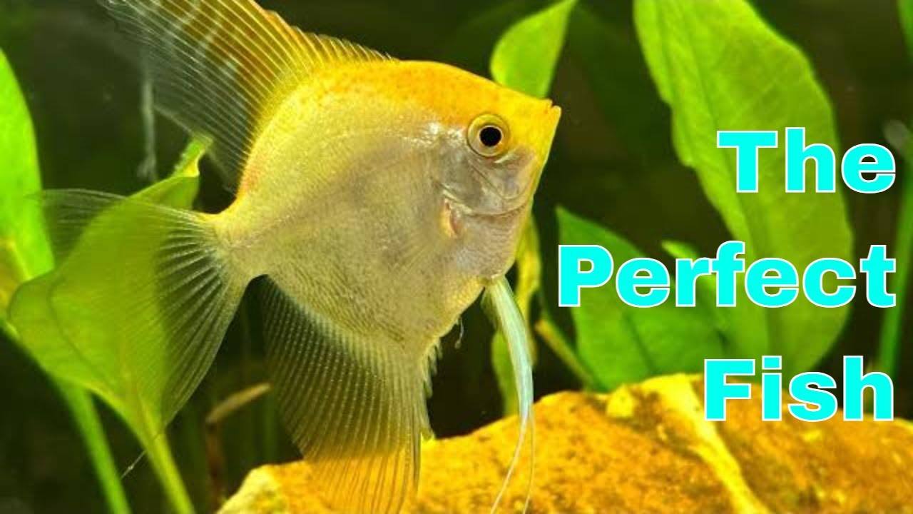 Choosing the Perfect Fish for Your Aquarium - YouTube