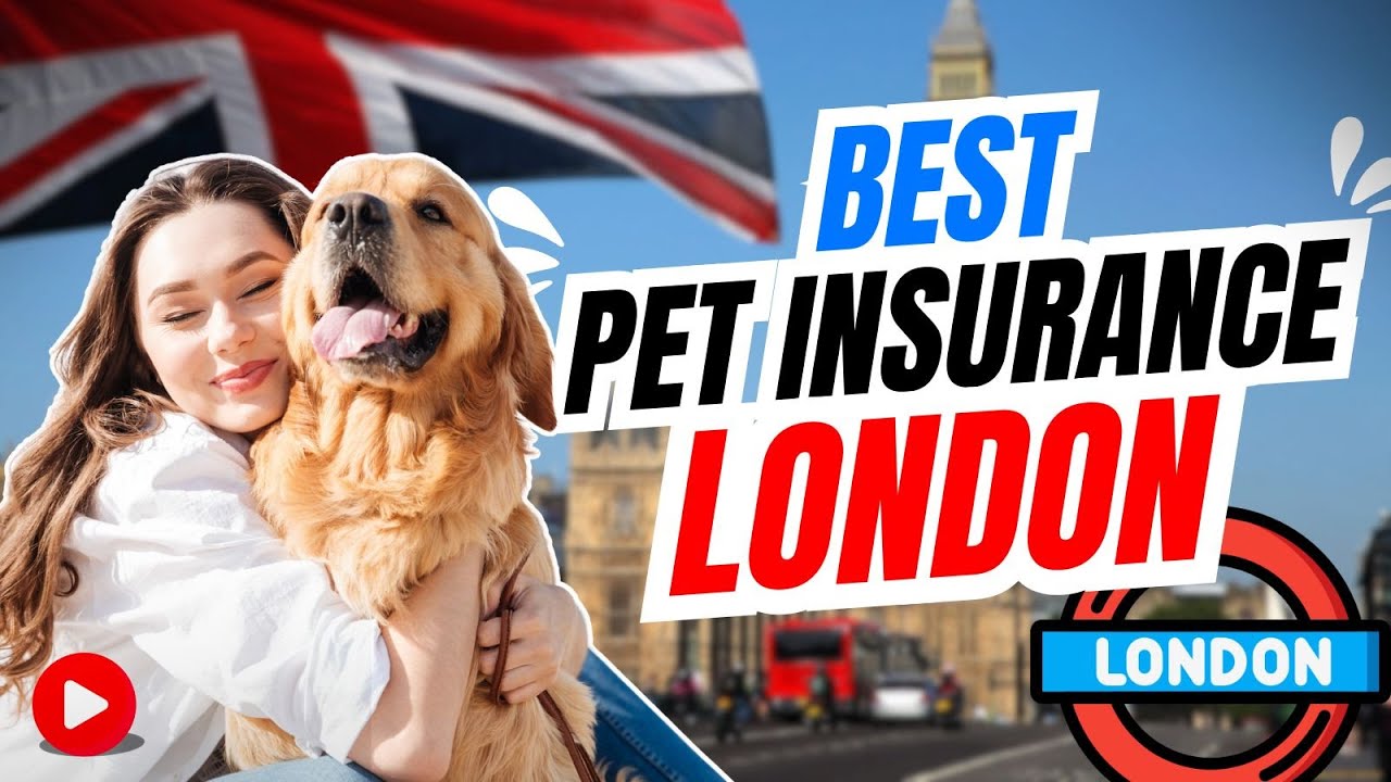 Top 5 Pet Insurance Uk | Best 5 Pet Insurance Companies London UK ...