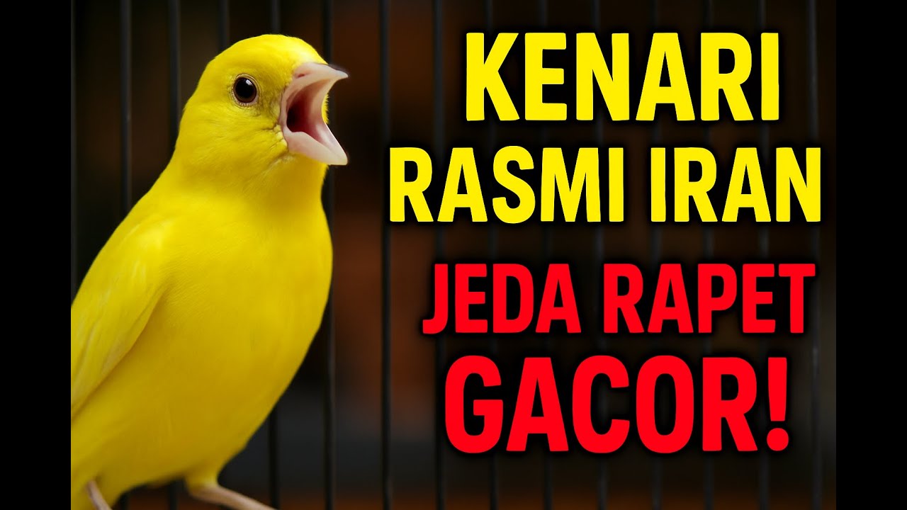 KENARI RASMI IRAN JEDA RAPET COCOK UNTUK MASTERAN BURUNG KENARI ANDA ...