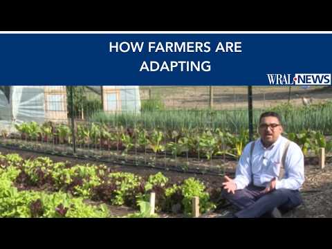 How Lettuce Farmers Are Responding to the Recent Cyclospora Outbreak