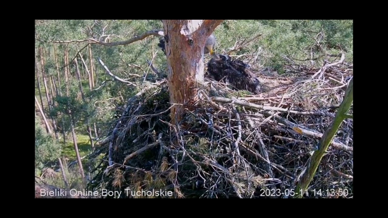 na obiad podano lisa? 😳 bielik Bory Tucholskie - YouTube