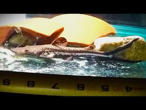 1.5inch/week! Astounding growth of planiceps / firewood catfish 3 to ...