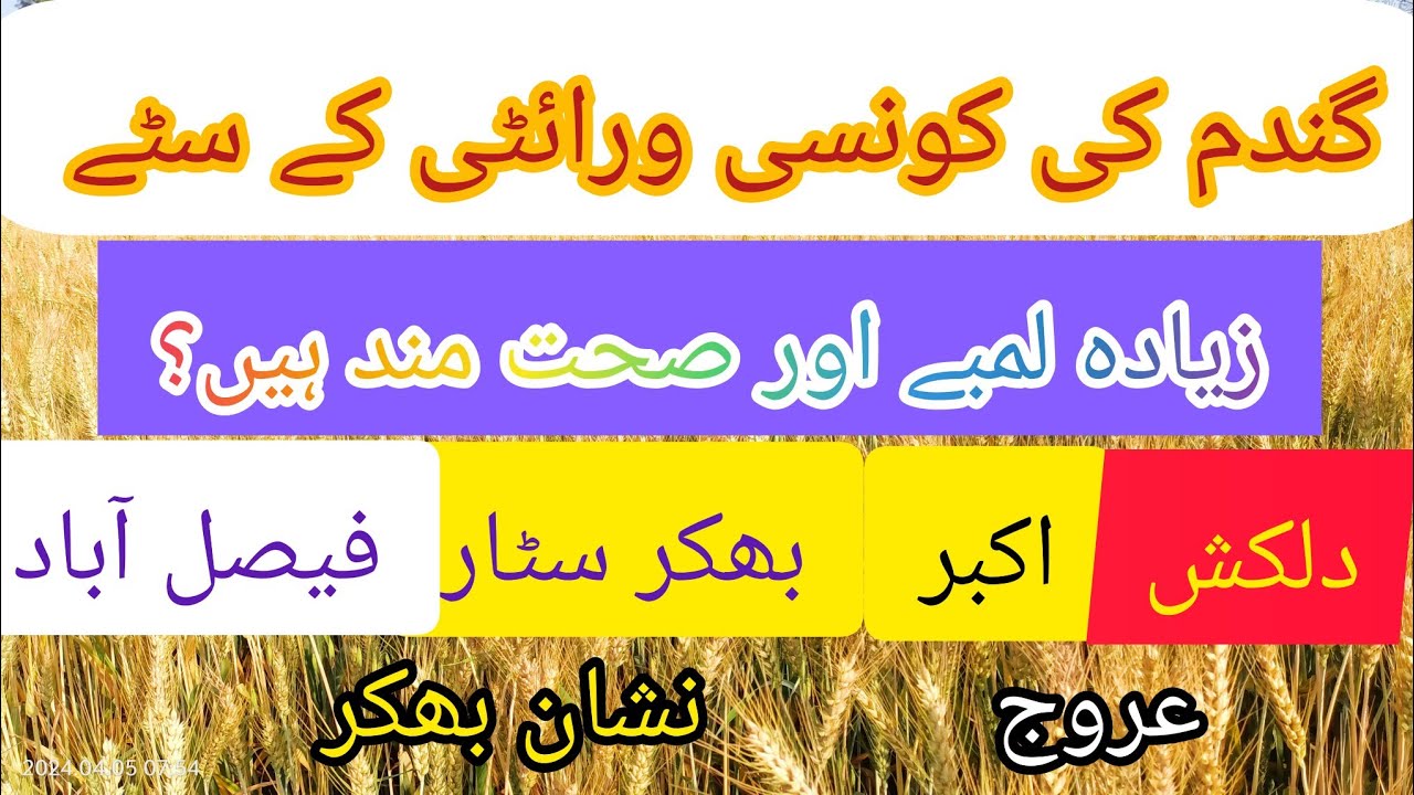 comparison among different wheat varieties|seeds planting|maximum ...