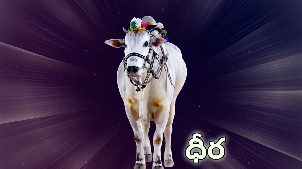 Dvr Memorial Bull Dheera || సీనియర్ గిత్త ధీర ||Dvr bulls - YouTube