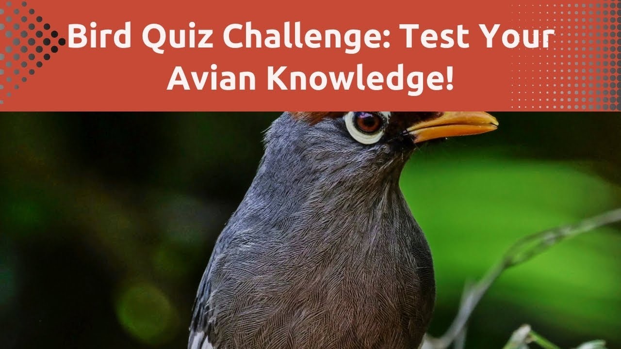 Birds General Knowledge | Bird Quiz- Part 2 | Amazing Facts About Birds | Birds Quiz | #birdquiz ...