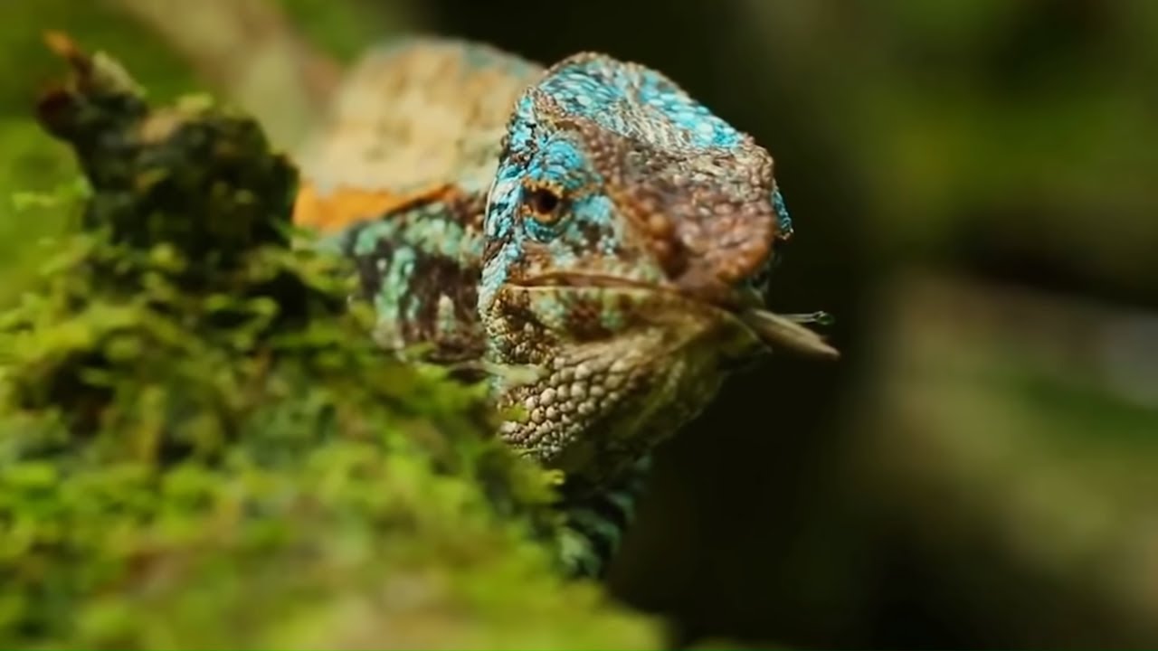 6 SPESIES REPTIL PALING UNIK DI DUNIA - YouTube