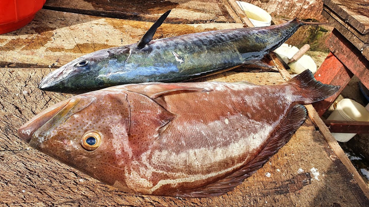 Wow Super Fresh Spanish Mackerel & Grouper Fish Cutting | Live Fish ...