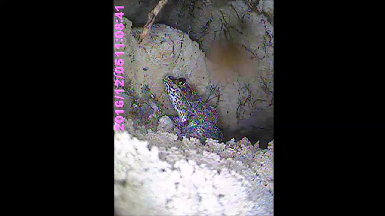 Gopher Frog in Gopher Tortoise Burrow - YouTube