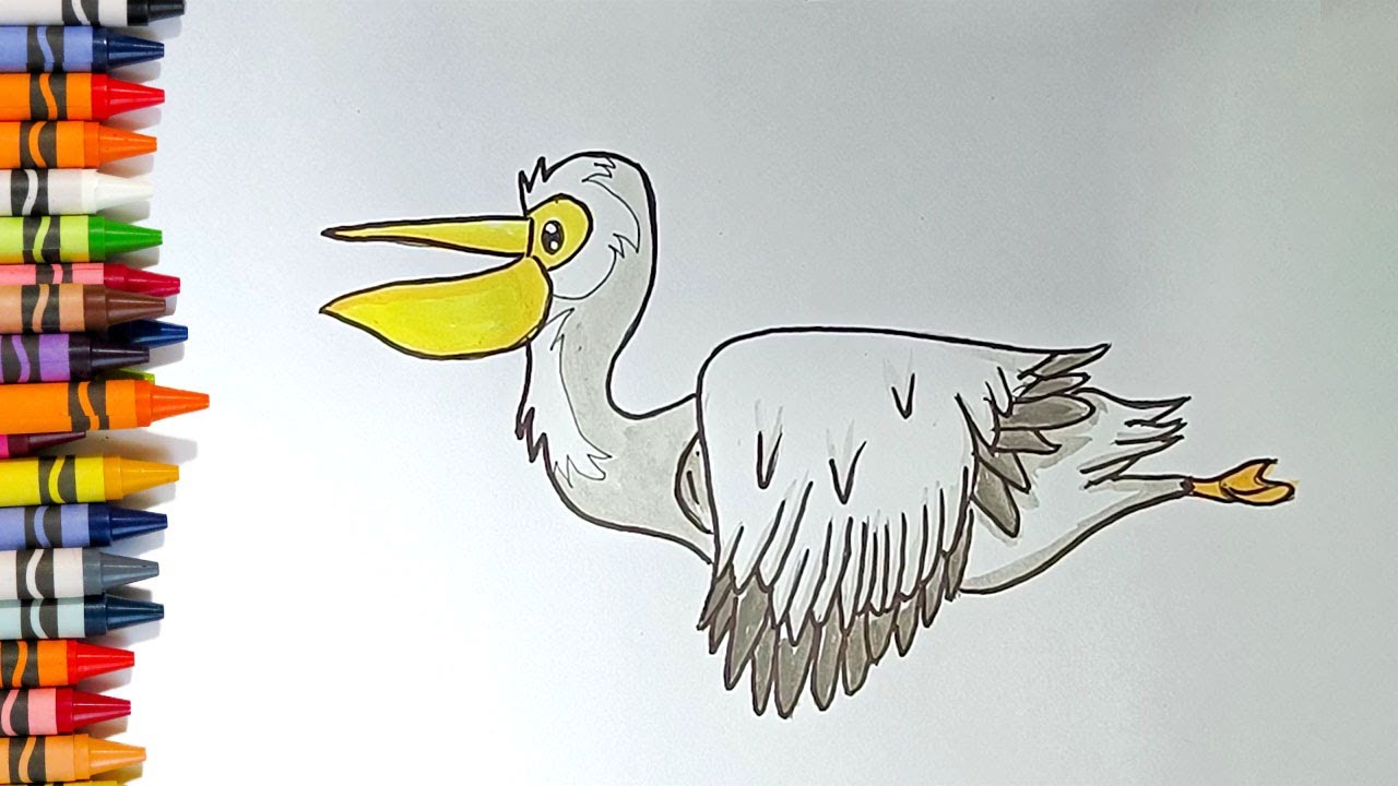 Pelican Drawing & Colouring For Kids! How To Draw Pelican - YouTube