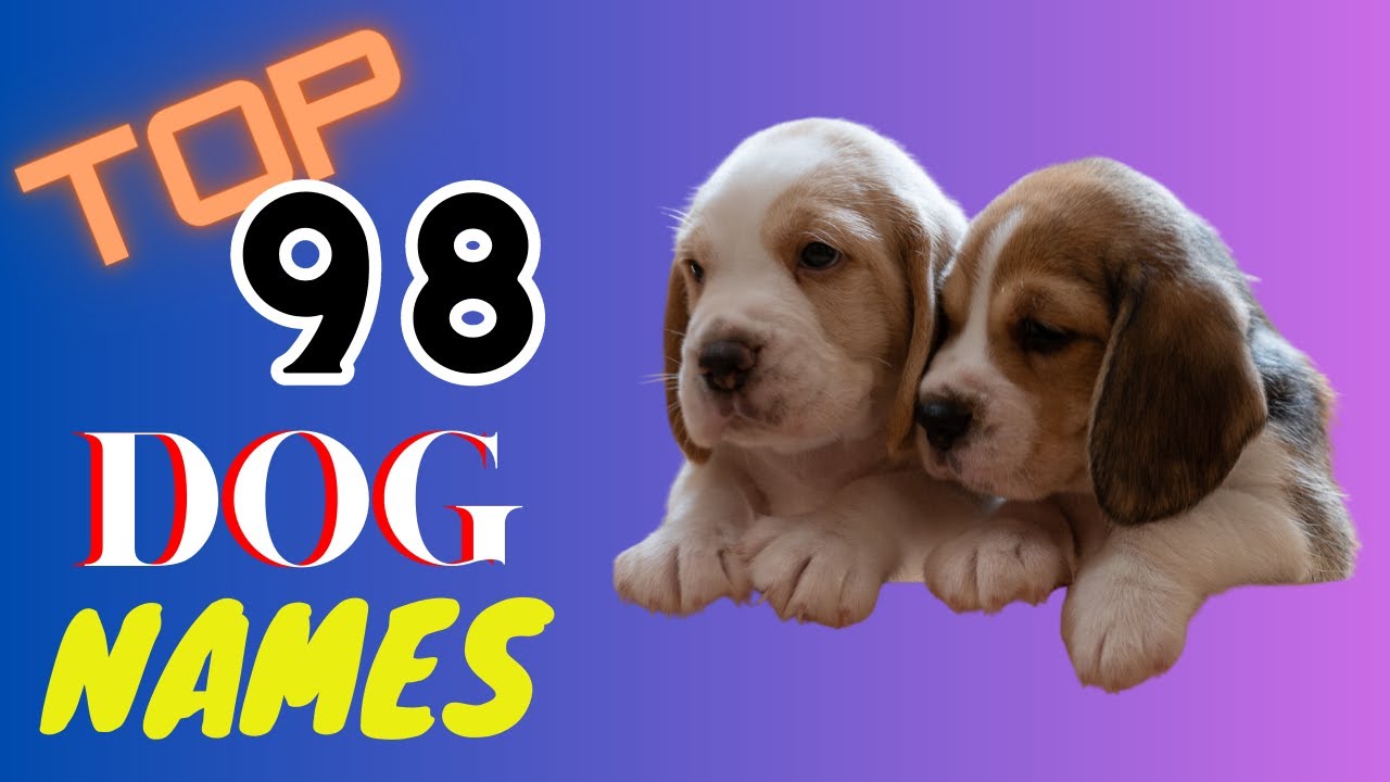 What are You Naming Your New Puppy? Watch The Ultimate List of Trendy ...