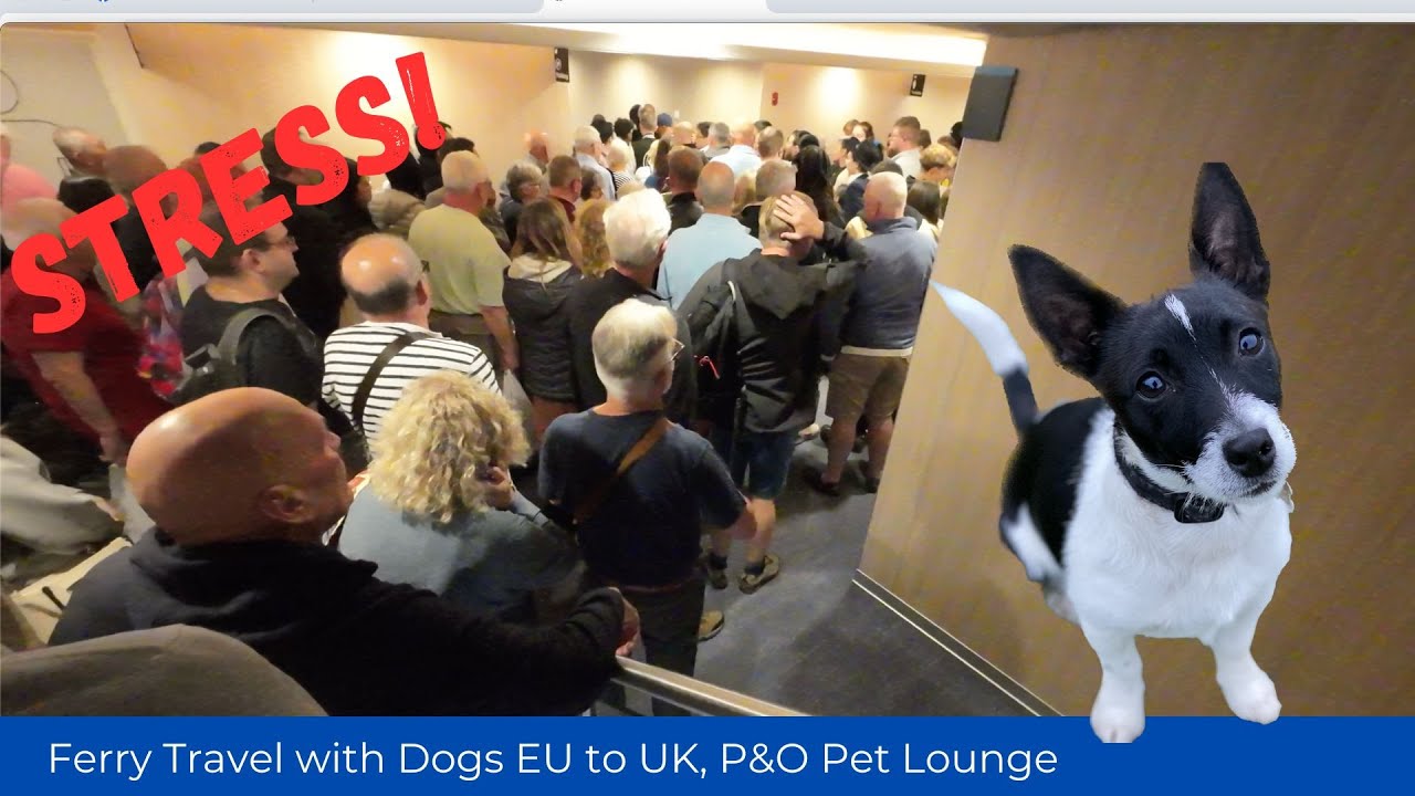 Pet ferry travel from EU to UK with P&O Ferries Pet Lounge - YouTube
