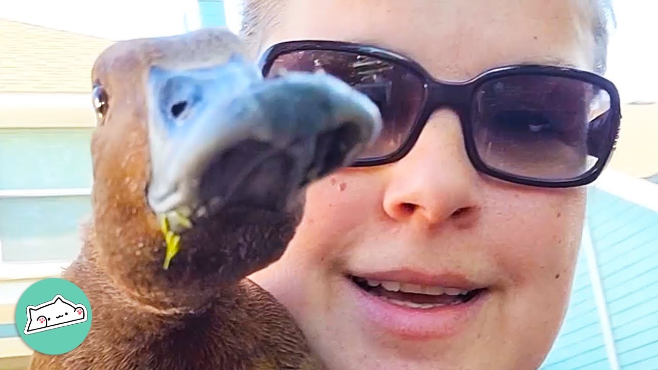 Duck Prefers Humans To Flock And Won't Leave The House | Cuddle Buddies ...