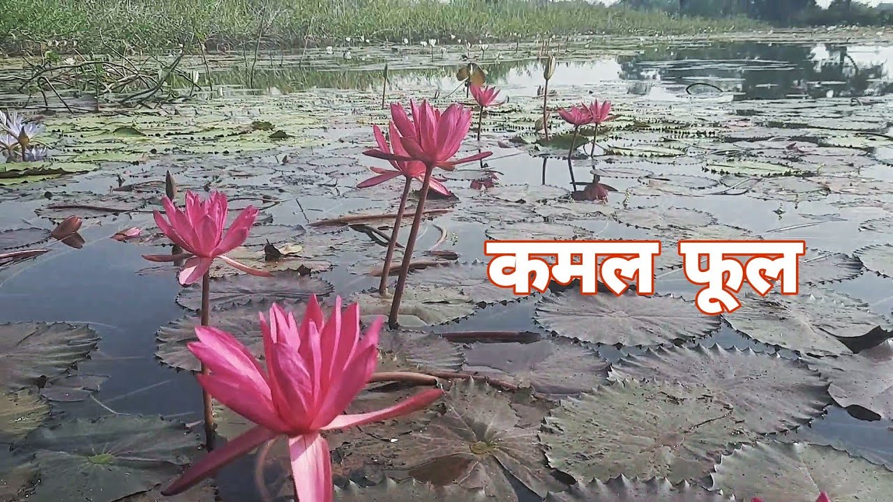 kamal ka fool - YouTube