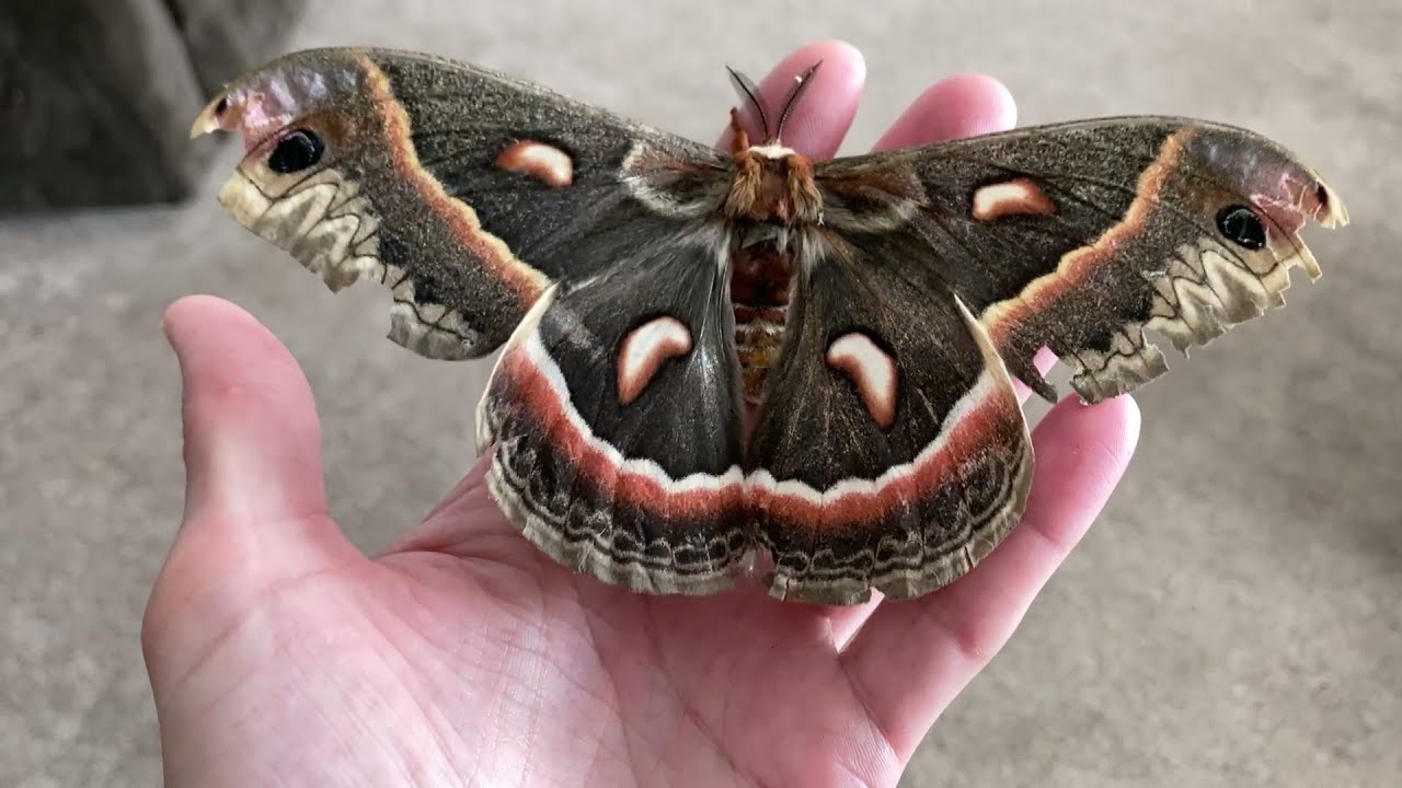 Giant Moth