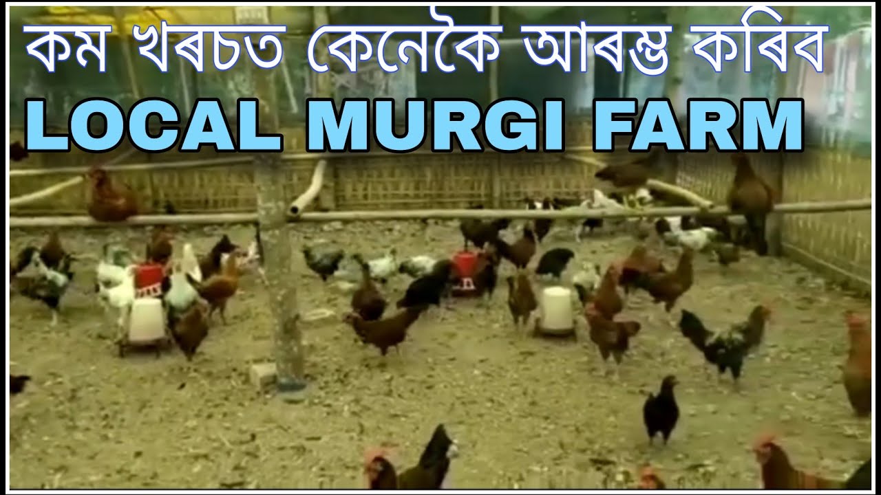 LOCAL MURGI FARM IN ASSAM - YouTube