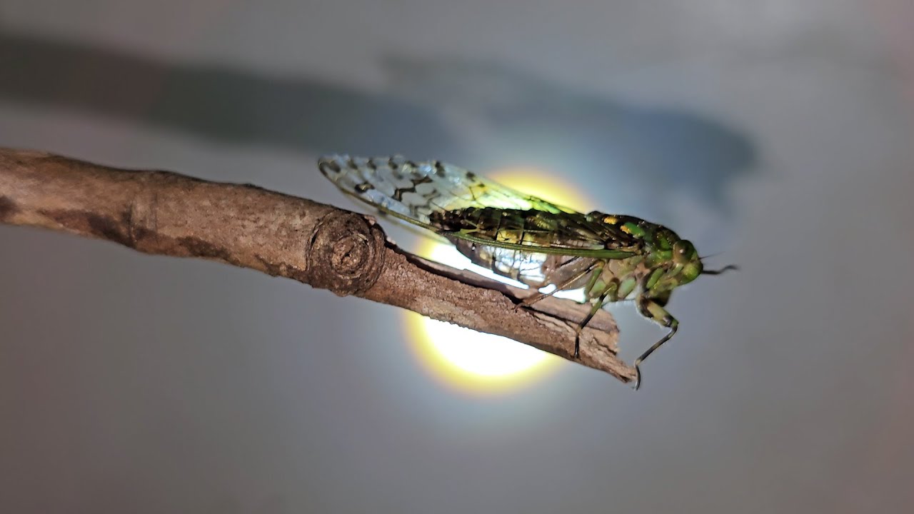 Translucent Green Cicada: Sound and Flight Footage - YouTube