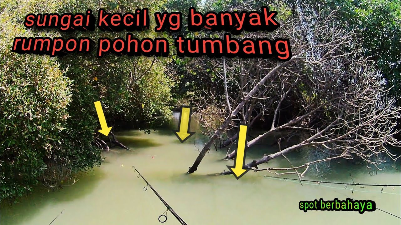 Mancing disungai kecil banyak rumpon pohon tumbang, || spot kakap putih ...
