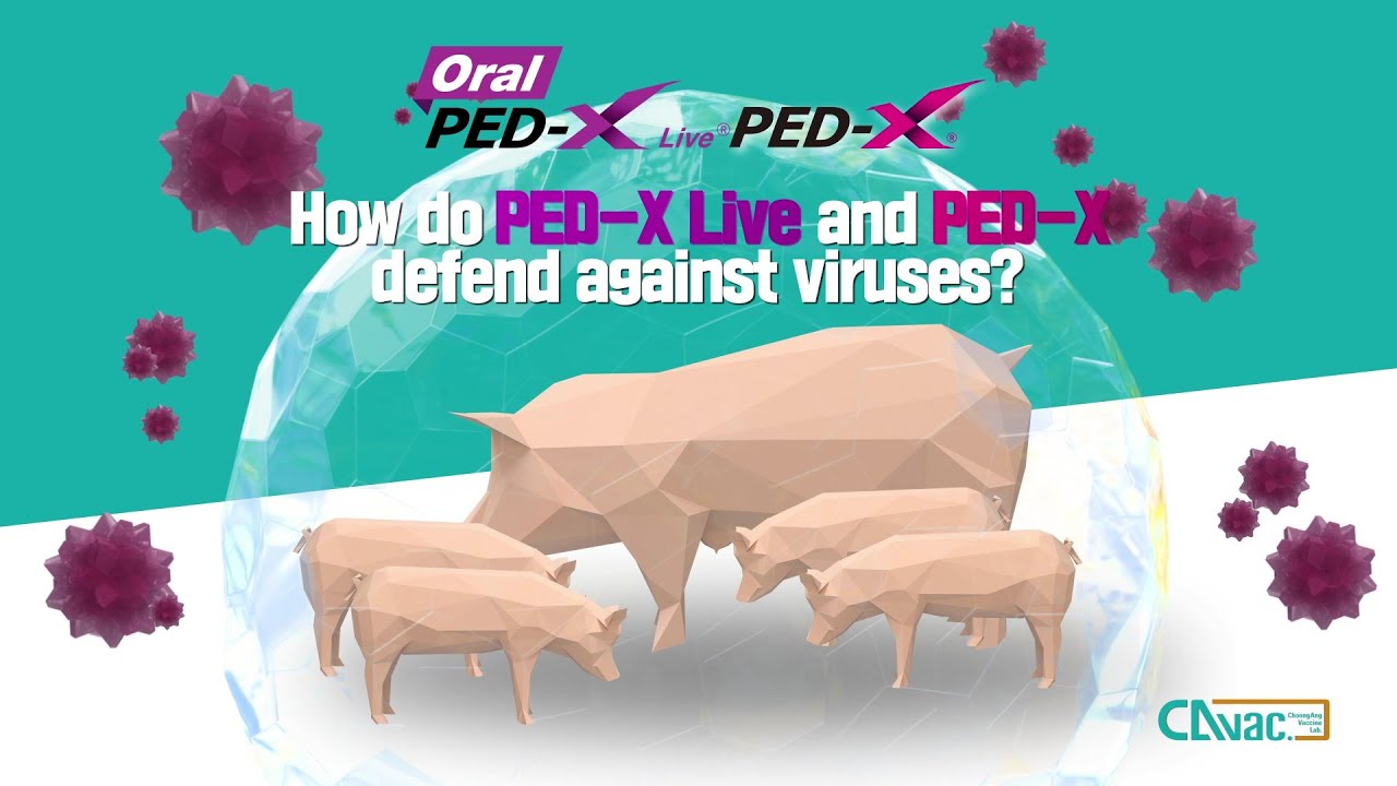 How do PED-X Live and PED-X defend against viruses? | CAVAC - YouTube