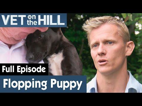 🐶 Border Collie Puppy Can't Support Its Head | FULL EPISODE | S02E12 | Vet On The Hill