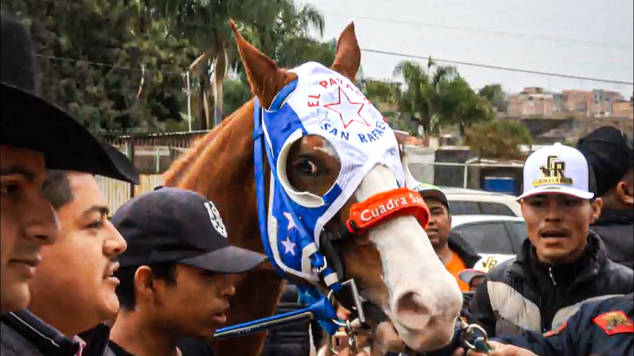 El Mejor Caballo De La Historia Lo Volvió Hacer | El Payaso Vs El Queso ...