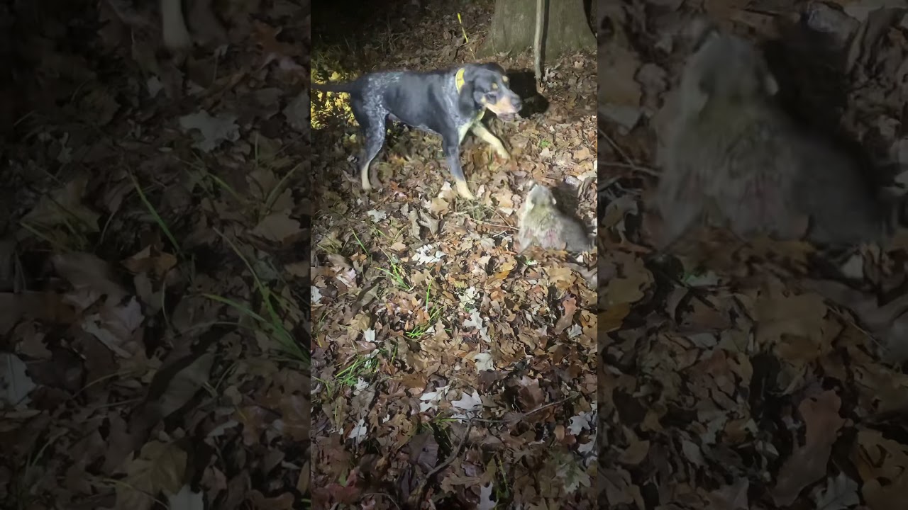 Bluetick getting it done! Coon hunting south arkansas - YouTube