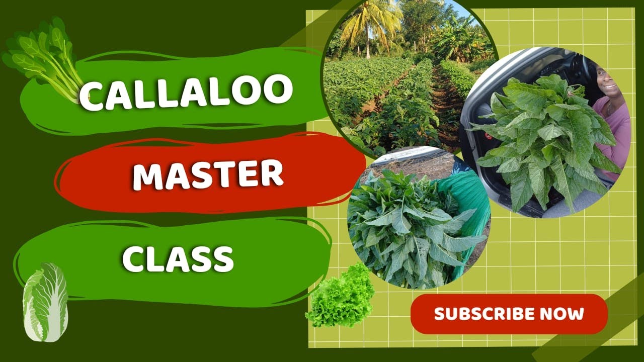 We Visited A Callaloo Farm - YouTube