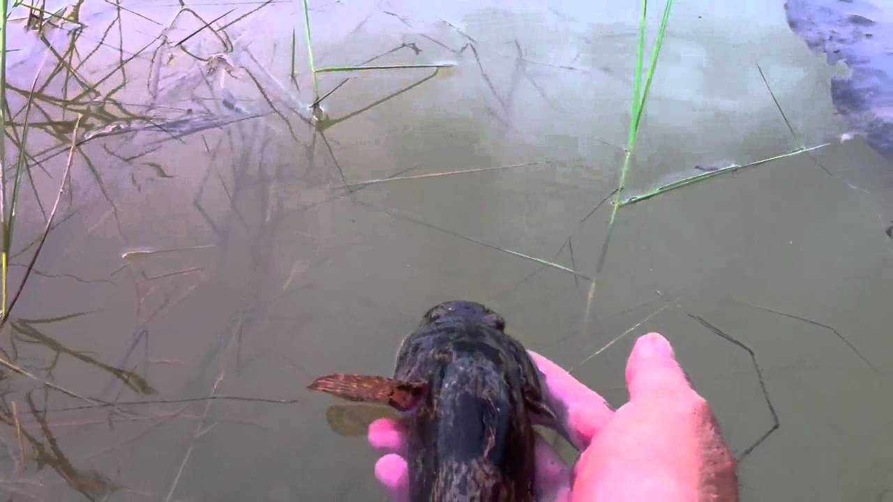 Marble Goby (Medium size) - YouTube