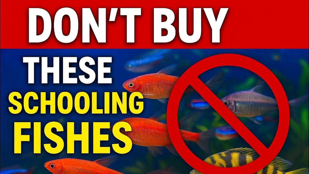 Don’t Buy These Schooling Fishes! 😱 Top Fish You Should Avoid - YouTube