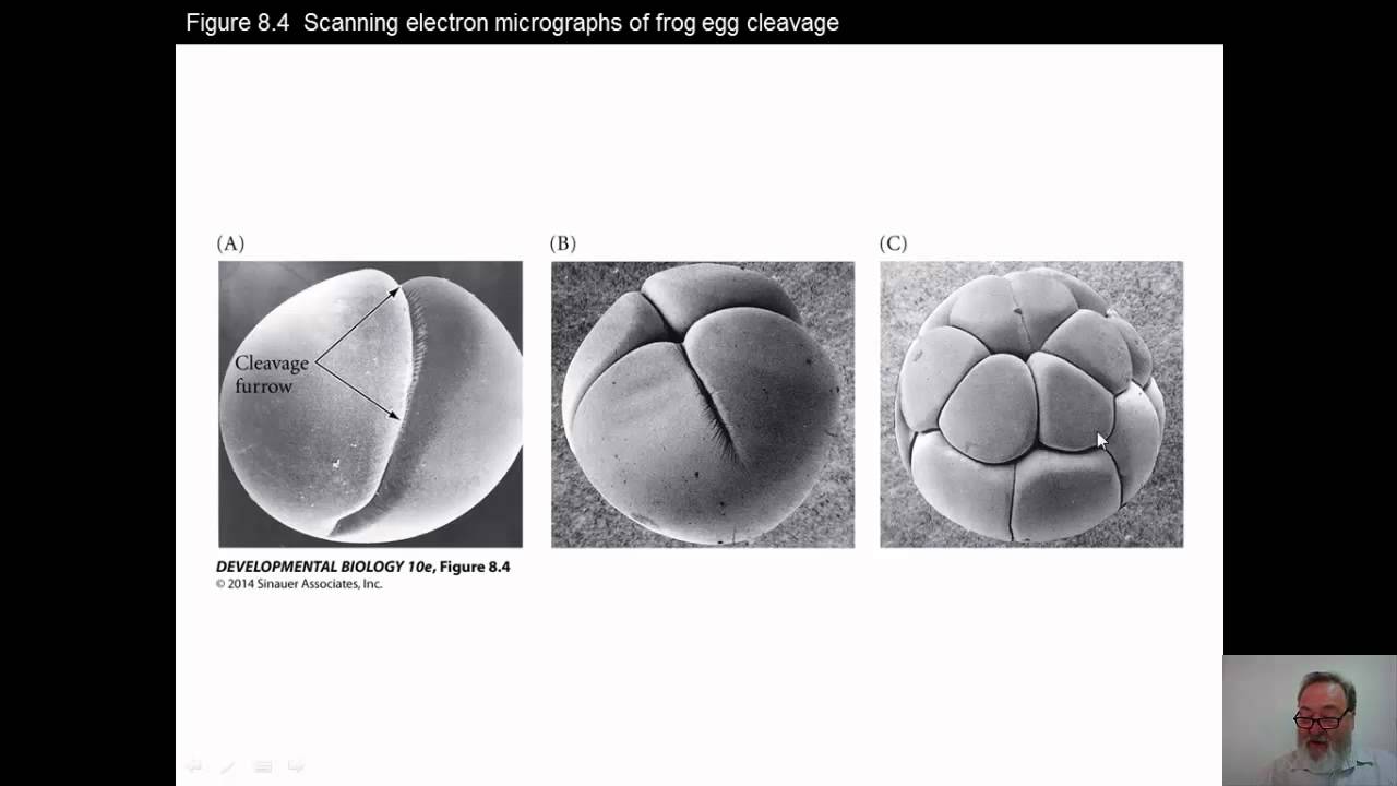 Amphibian Early Development - YouTube