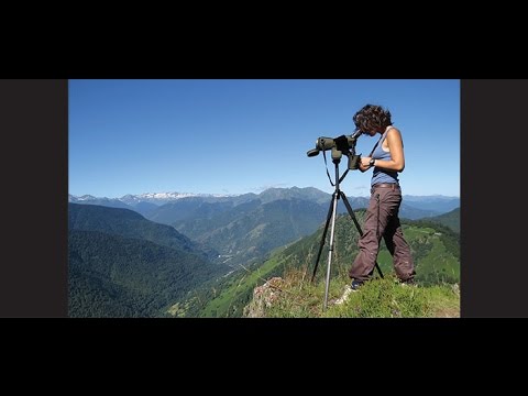 Wildlife in the Changing Andorran Pyrenees - YouTube