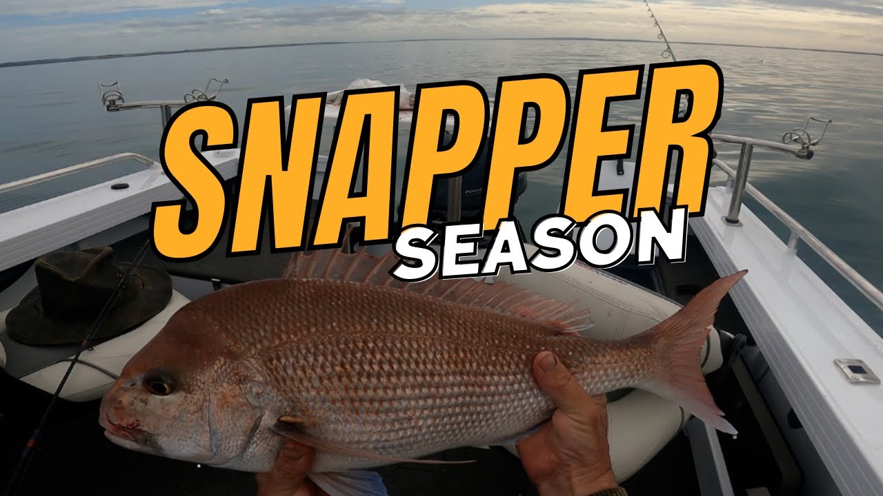 Port Phillip Bay Snapper - Quintrex Renegade - YouTube