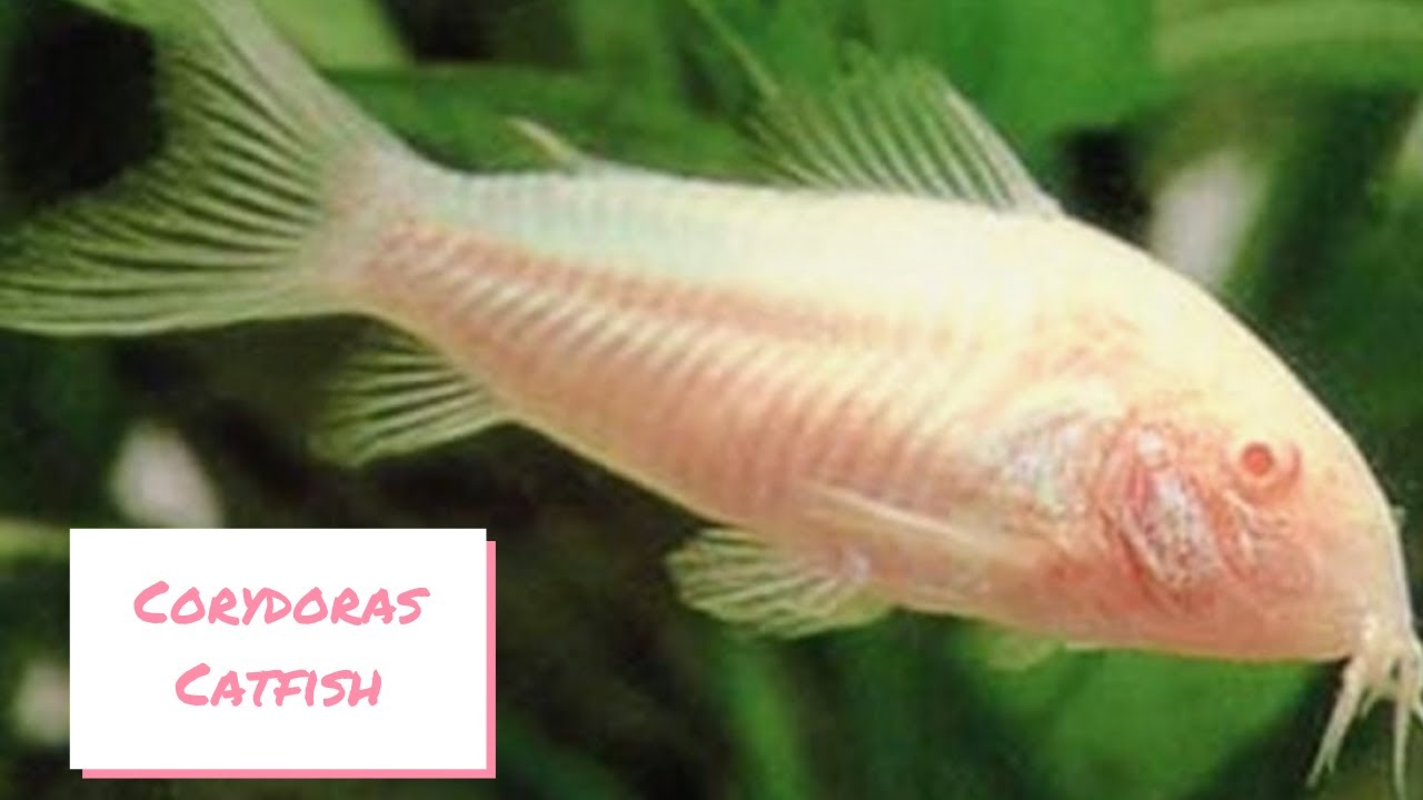 Corydoras - Profile and Care Guide - YouTube