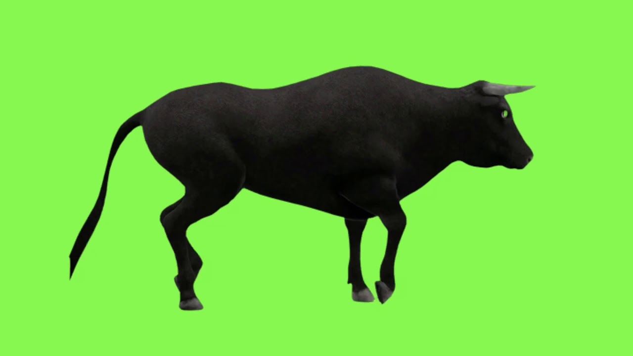 BULL ON GREEN SCREEN | GREEN SCREEN EFFECT| - YouTube