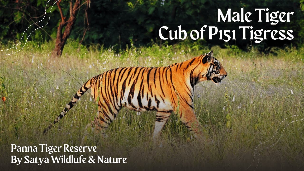 Meet the Adorable Male Cub of Tigress P151 at Panna Tiger Reserve! # ...