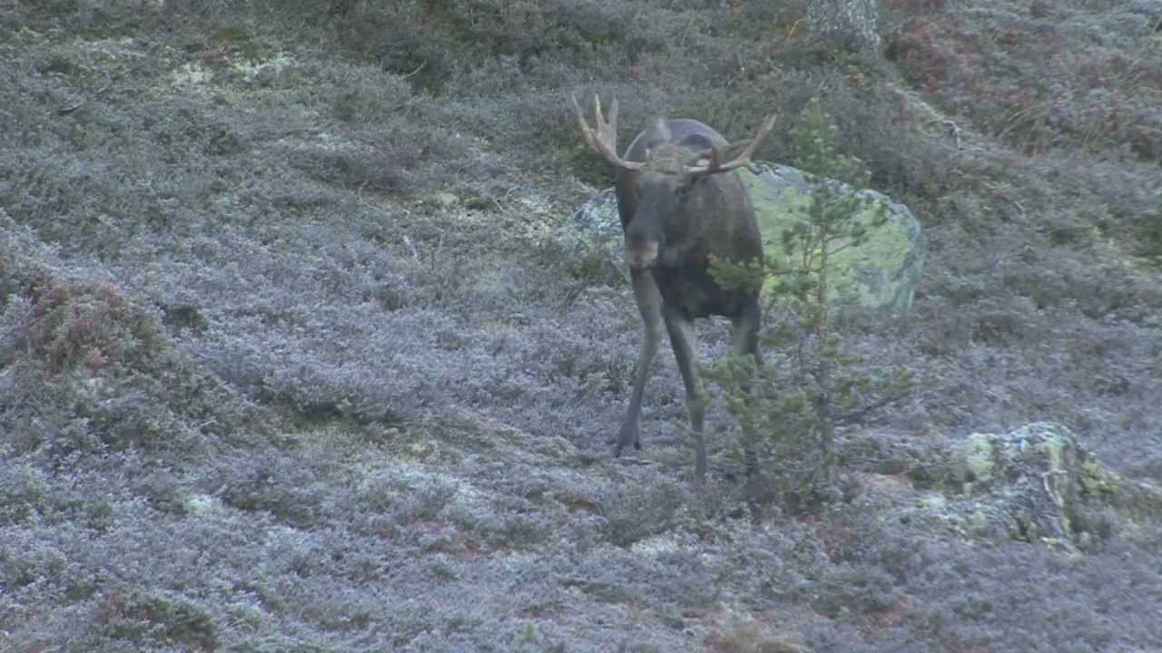 ELGOKSE I BRUNST - YouTube