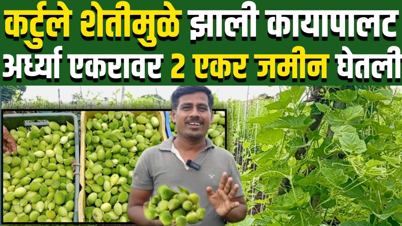 Kartule Farming in Maharashtra | करटुले शेती लागवड | Kartule Sheti ...