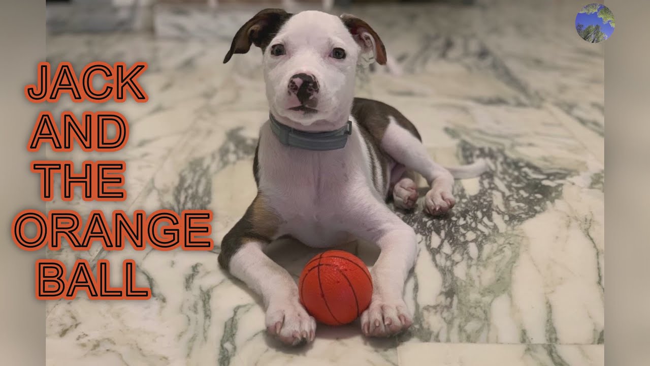 DOG VS BALL - YouTube