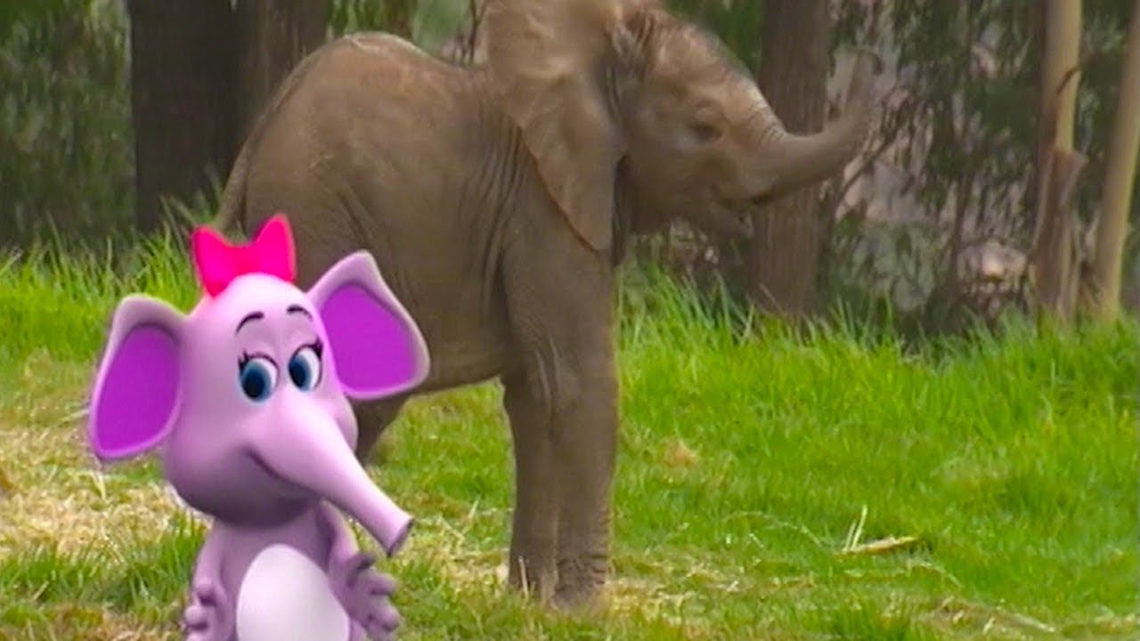Baby Genius Songs: Baby Elephants - YouTube