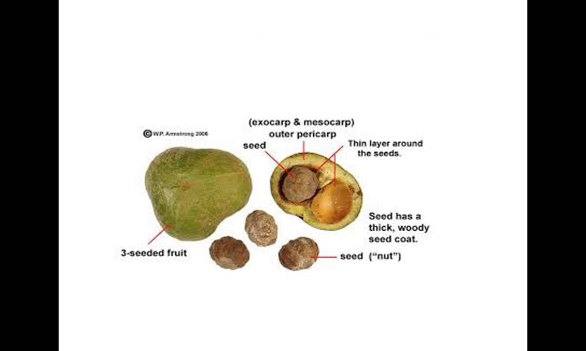 Benefits of Chiraunji - YouTube