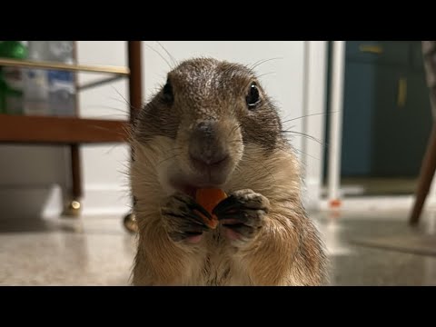 Poppy the Prairie Dog is live! - YouTube