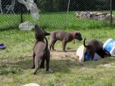 Blue Dutch Shepherd Puppies at 6 weeks - YouTube