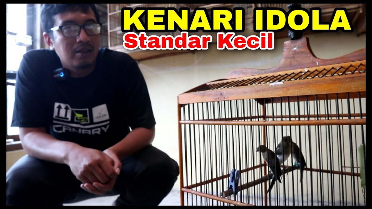 Jenis Kenari Yang dicari para Kenari Mania Saat ini, simak ya Bos ...