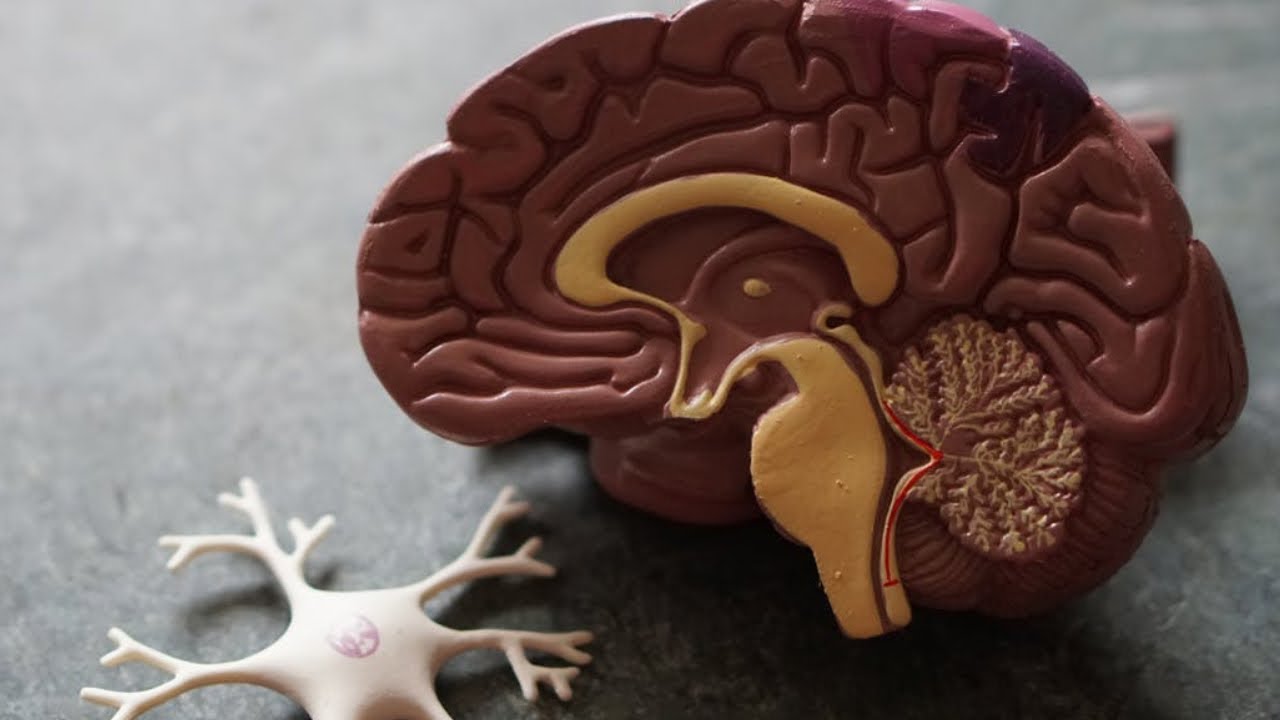 The Brain in Action + Rewiring the Brain After Injury - YouTube