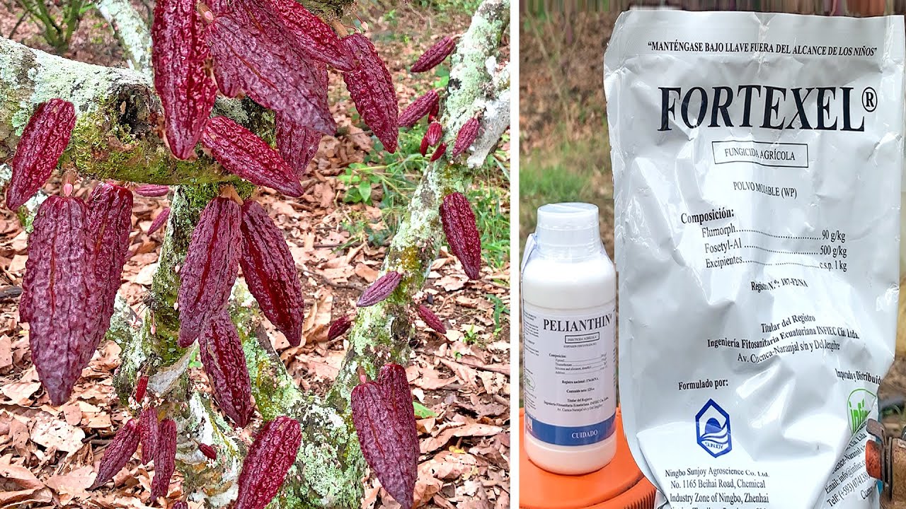 Control de Monilla, Phytopthora, Cochinilla, Chinchorros en el cultivo ...