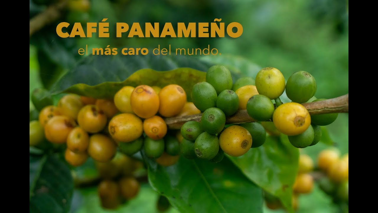 ¿QUÉ TIENE DE ESPECIAL EL CAFÉ PANAMEÑO? - YouTube
