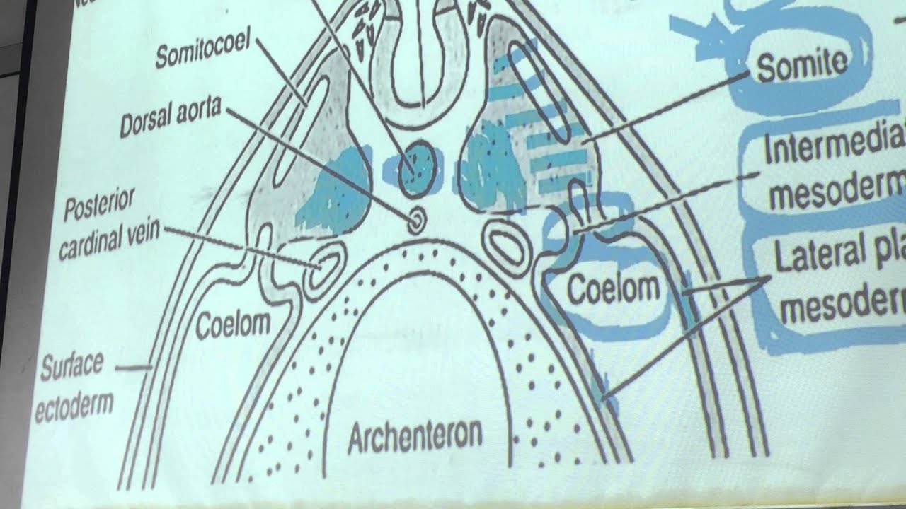 Gastulation of macrolecithal egg - YouTube